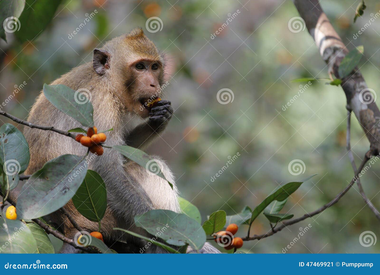 Monkey Eat Food on Tree in Thailand Stock Image - Image of monkey ...