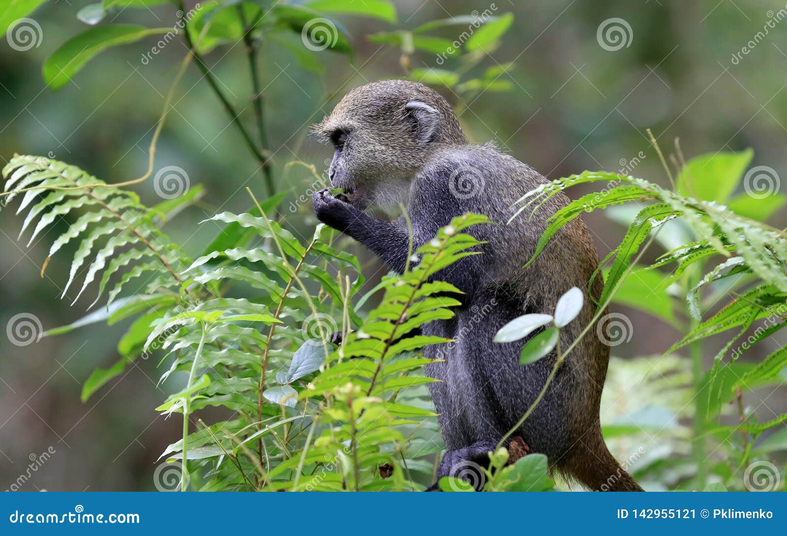 Monkey Eat Green Leaf in Jungle Stock Image - Image of forest, branch ...