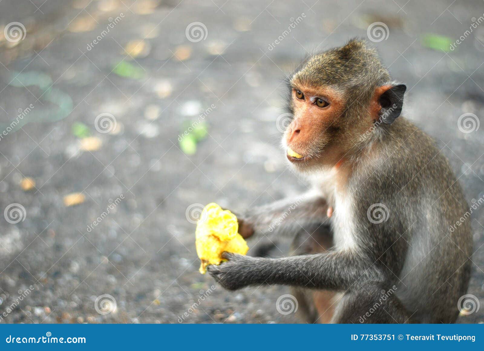 Monkey eat mango stock image. Image of happy, monkey - 77353751