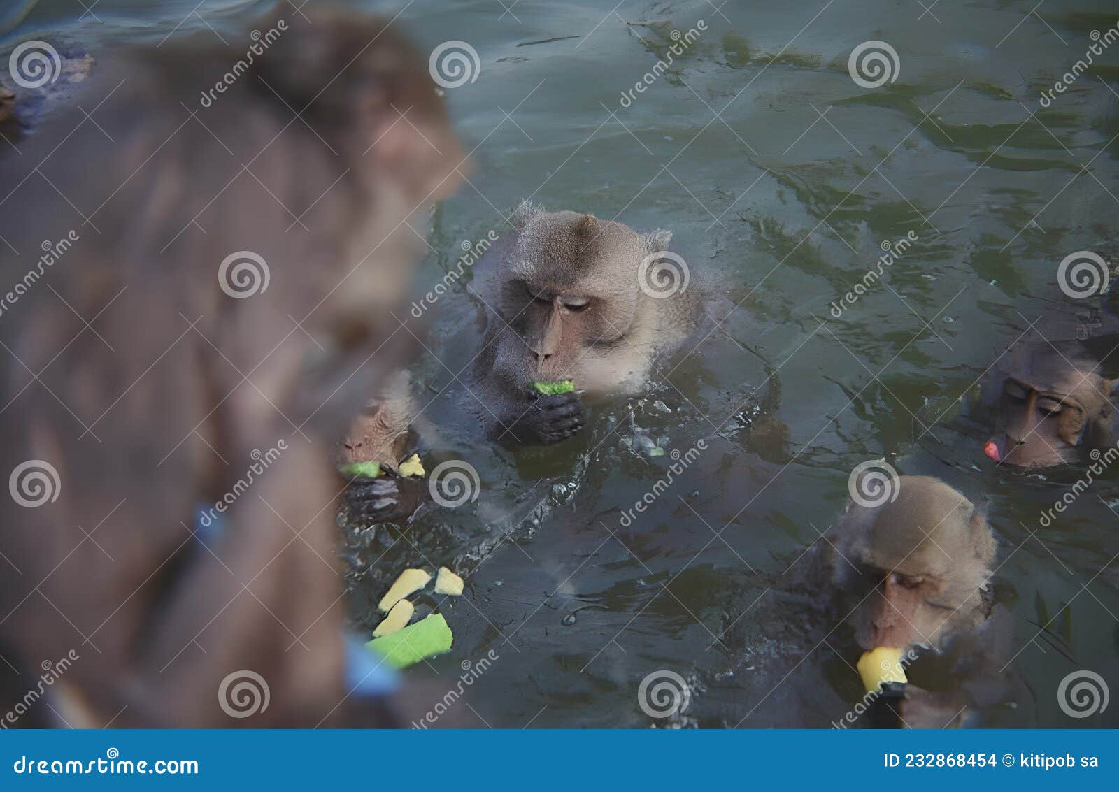 Monkey Eat and Playing in the Water while Swimming Stock Photo - Image ...