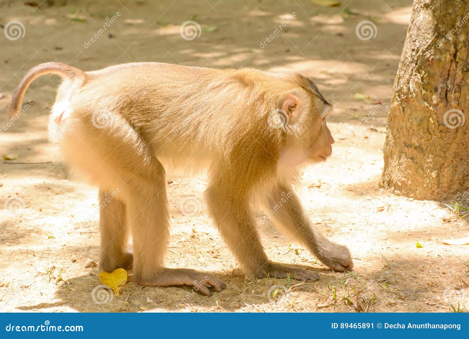 Monkey eat rice seeds stock image. Image of building - 89465891