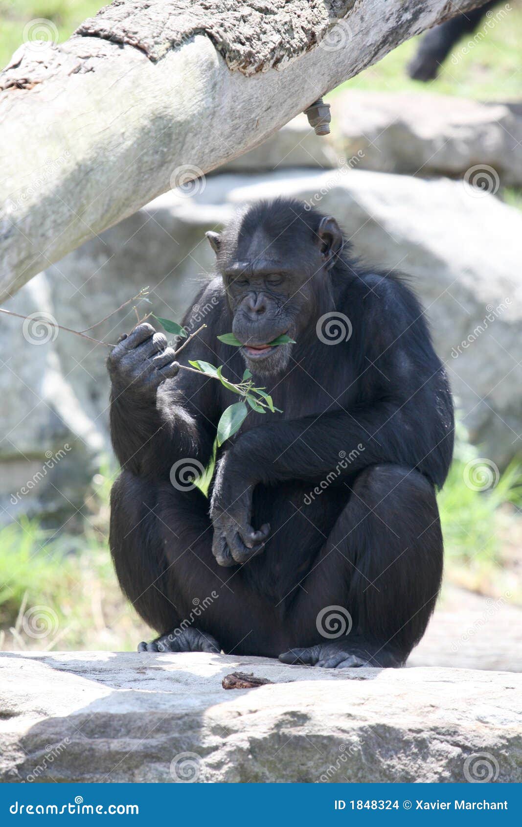 Monkey eating stock photo. Image of male, drum, mammal - 1848324
