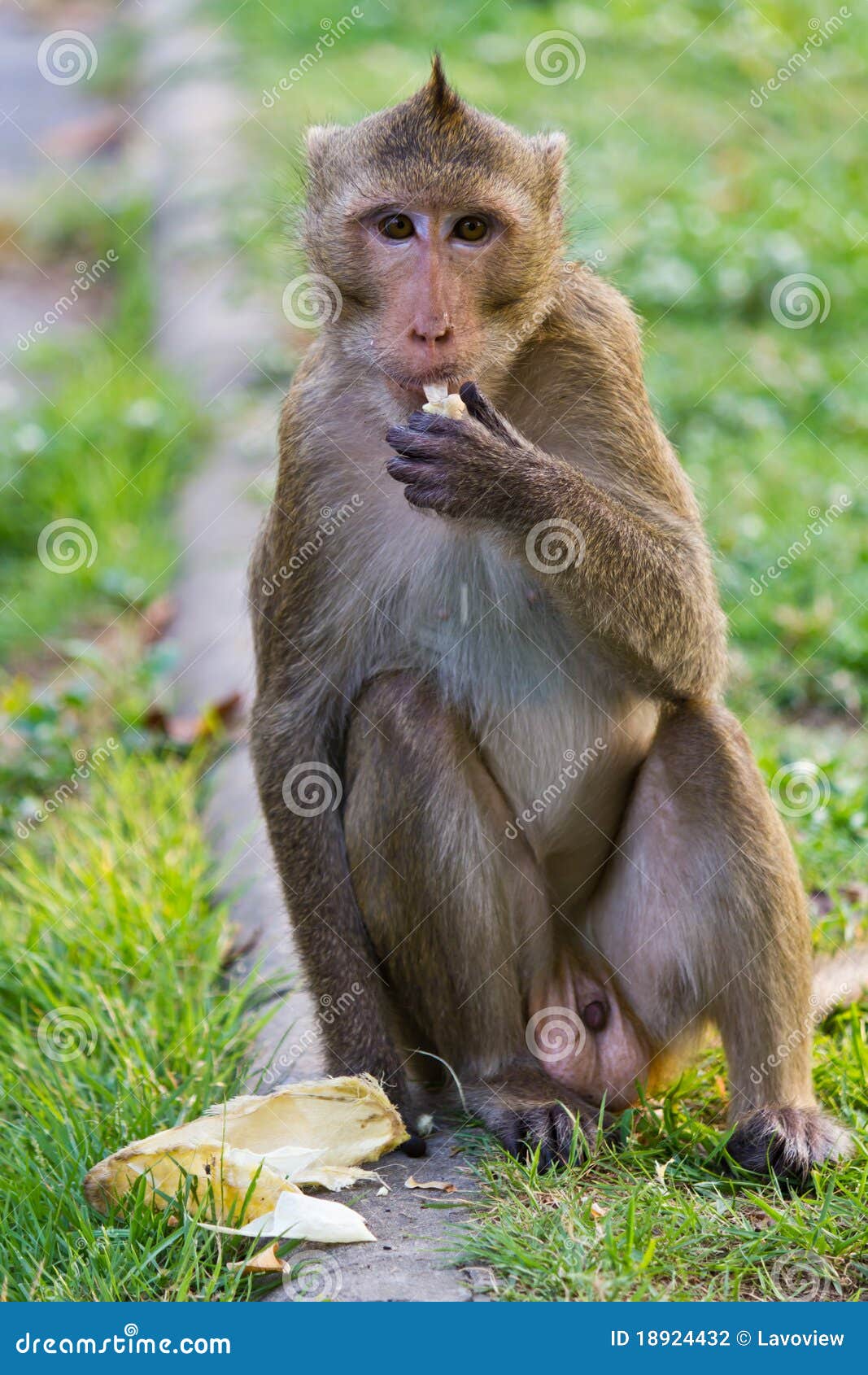 Monkey eating stock photo. Image of expressive, face - 18924432