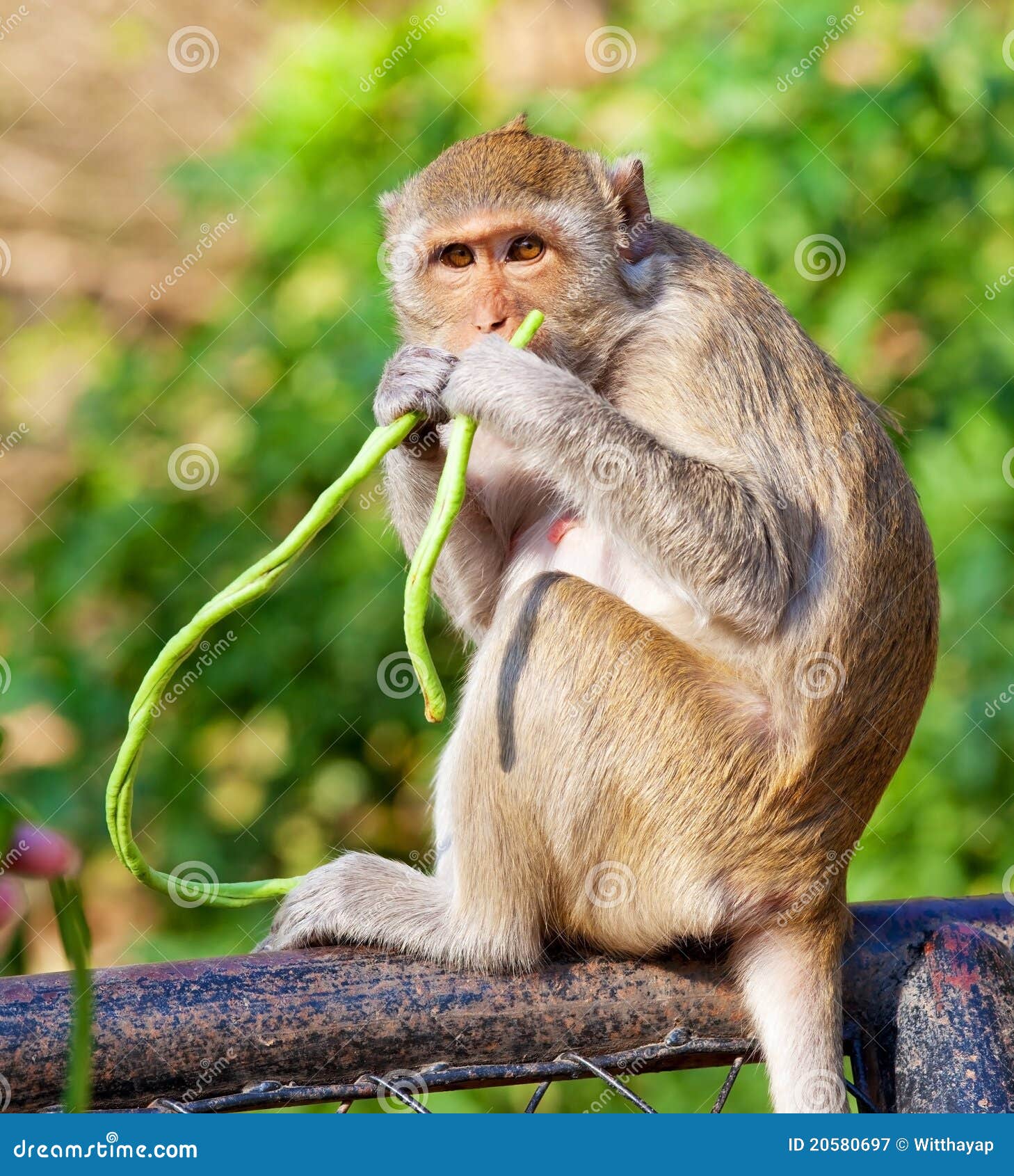 Monkey eating stock image. Image of animals, monkey, expression - 20580697
