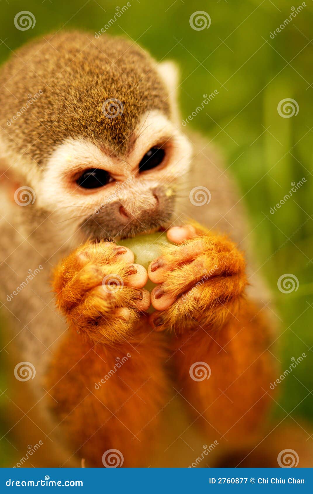 Monkey eating stock image. Image of nature, animal, wildlife - 2760877