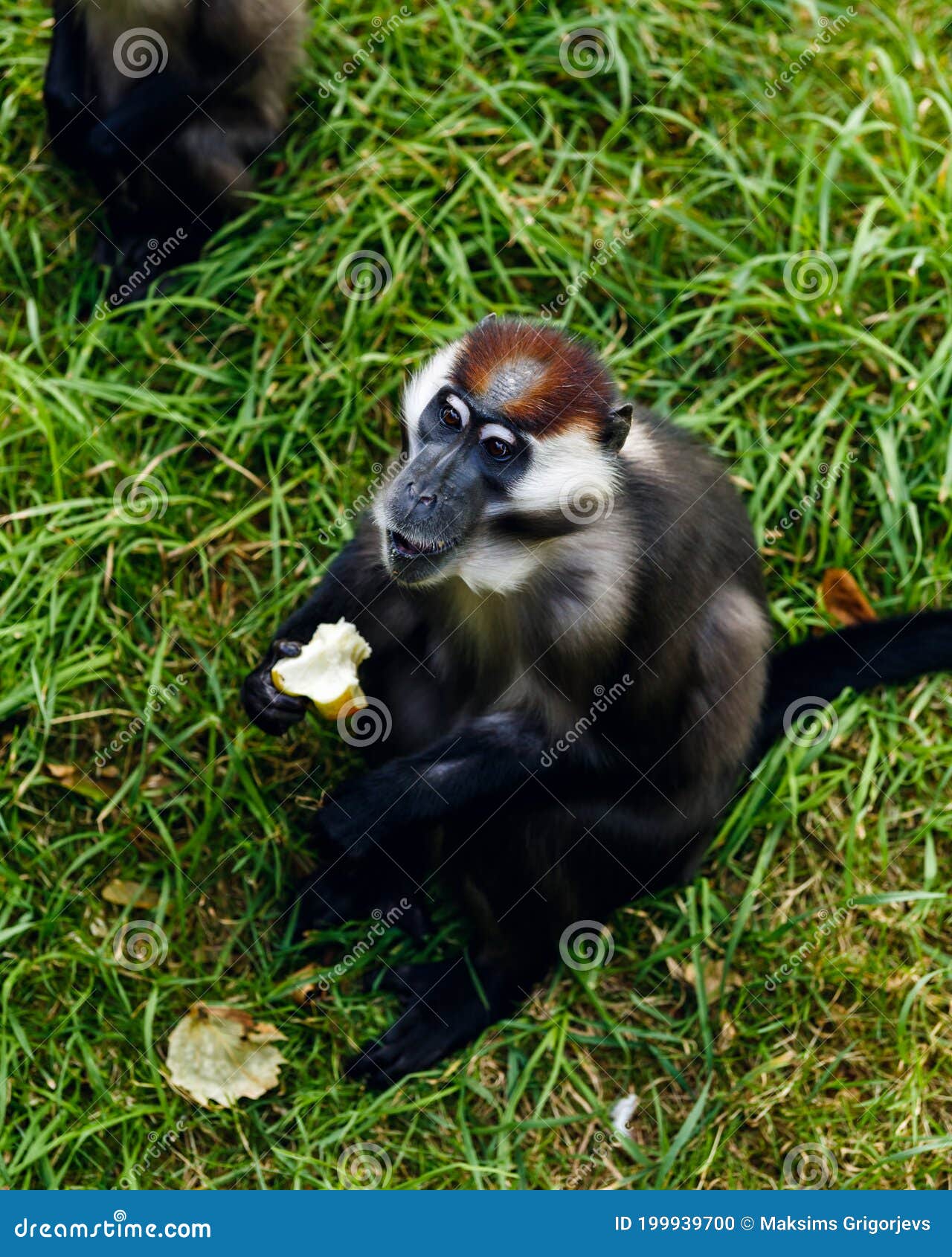 Monkey Eating Apple on Green Grass in Zoo Inclosure Stock Photo - Image ...