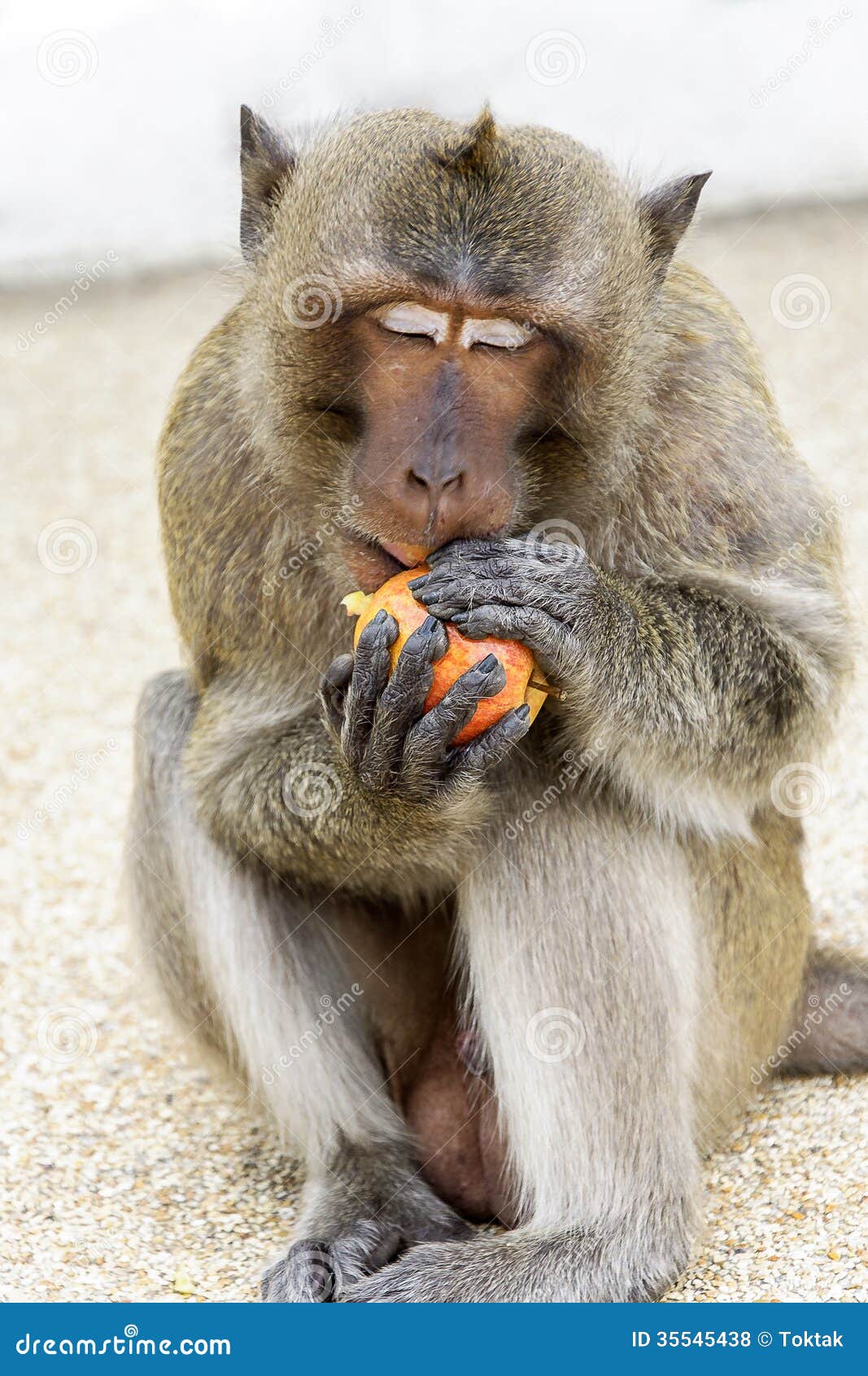 Monkey eating an apple stock photo. Image of mammal, animal - 35545438