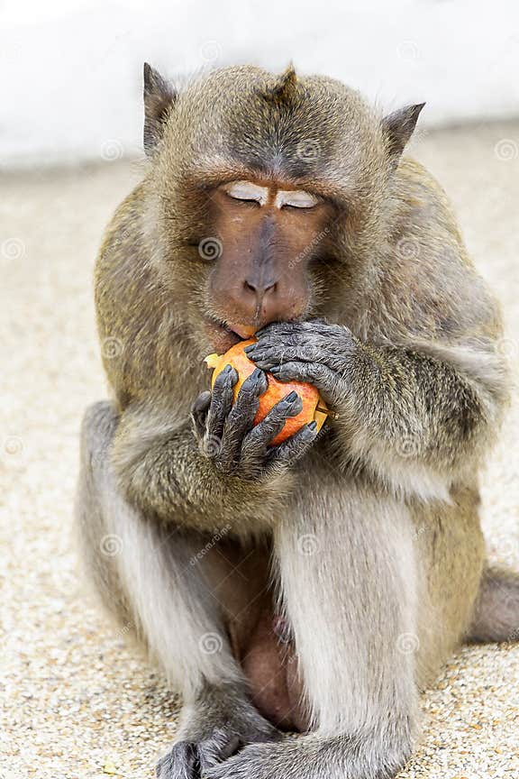 Monkey eating an apple stock photo. Image of mammal, animal - 35545438