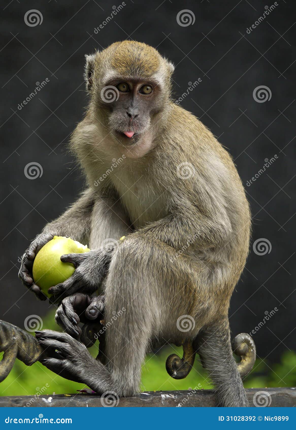 Monkey Eating an Apple stock photo. Image of lunch, lumpur - 31028392