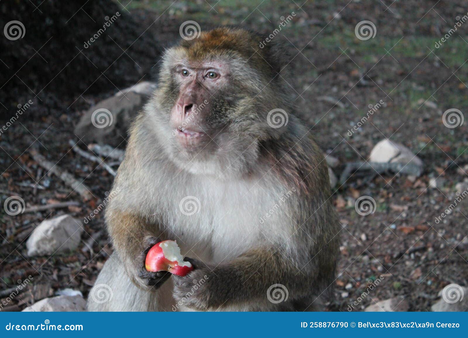 Monkey eating apple stock photo. Image of jungle, primate - 258876790