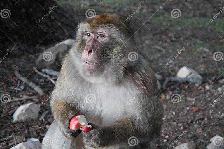 Monkey eating apple stock photo. Image of jungle, primate - 258876790