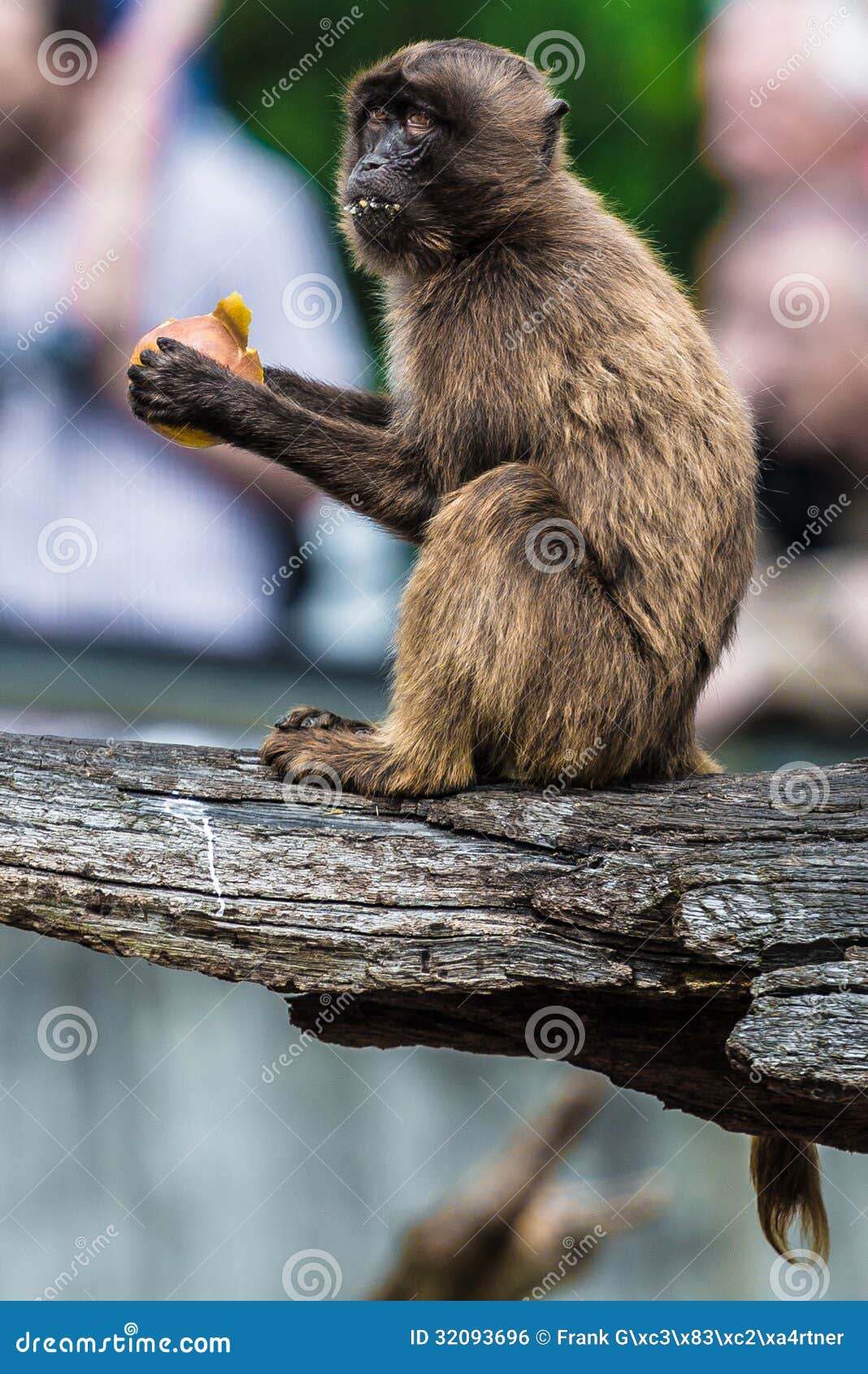 A Monkey Eating an Apple stock photo. Image of outdoor - 32093696