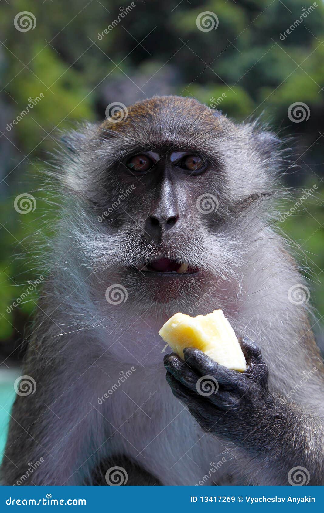 Monkey eating banana stock image. Image of wild, funny - 13417269