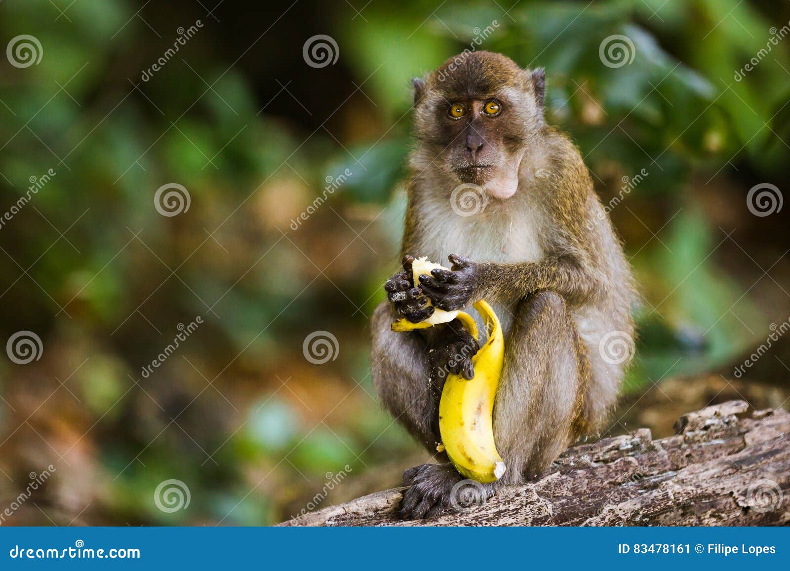 Monkey eating a banana stock image. Image of environmental - 83478161