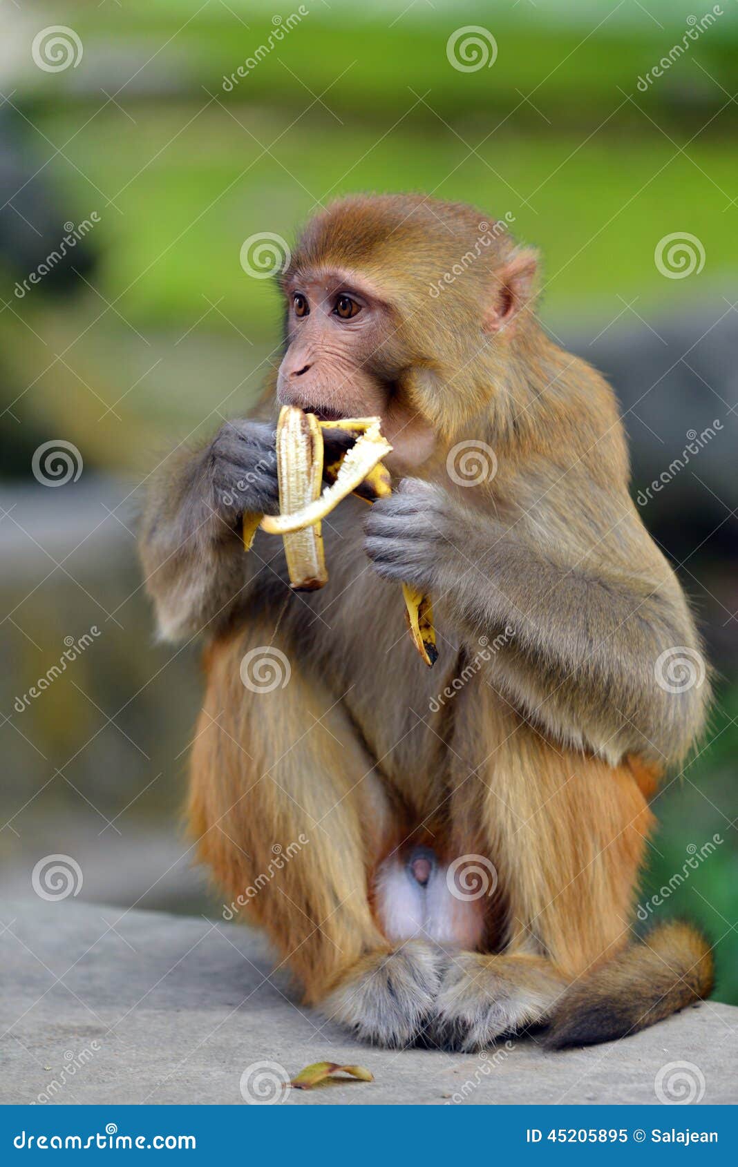 Monkey eating a banana stock image. Image of curious - 45205895