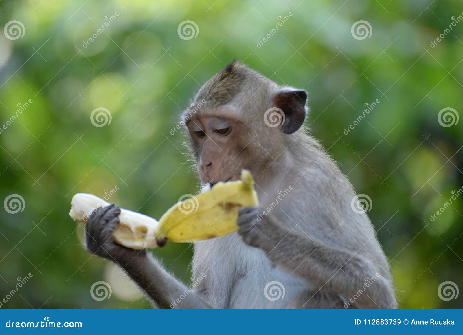 Monkey eating banana stock image. Image of awesome, holiday - 112883739