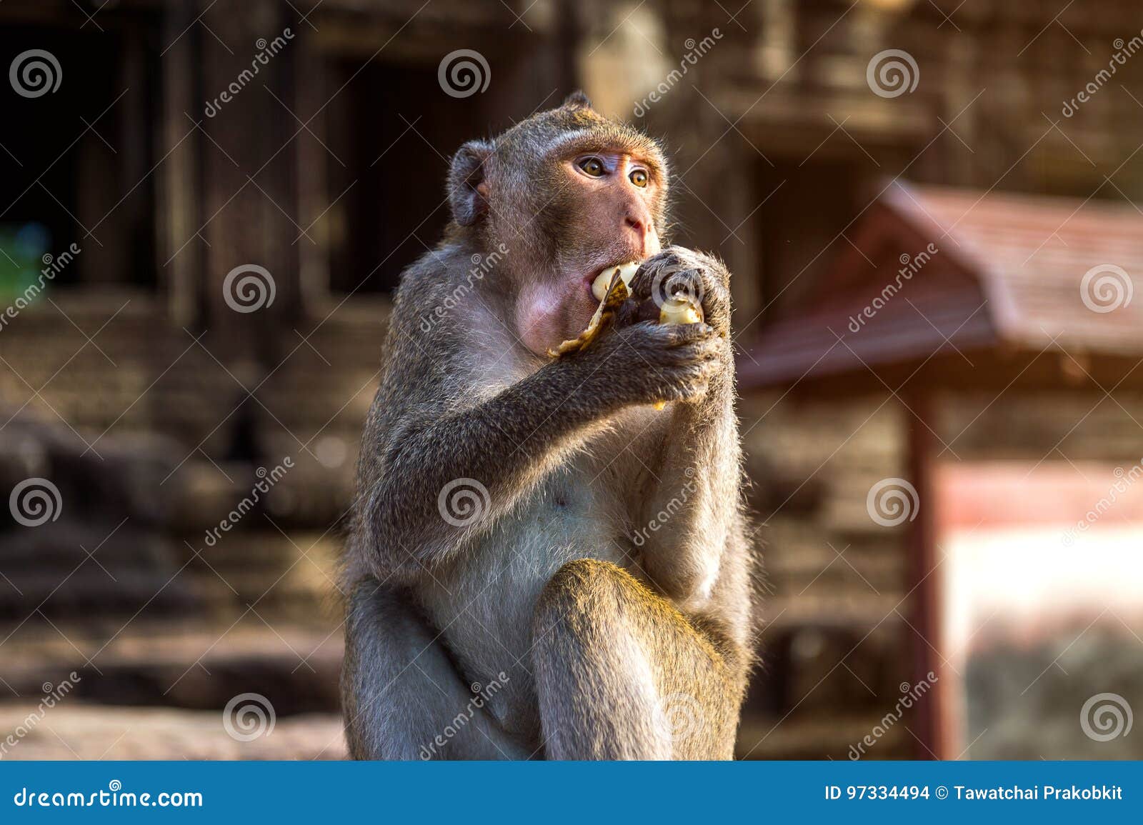 Monkey eating banana. stock photo. Image of monkeys, asia - 97334494