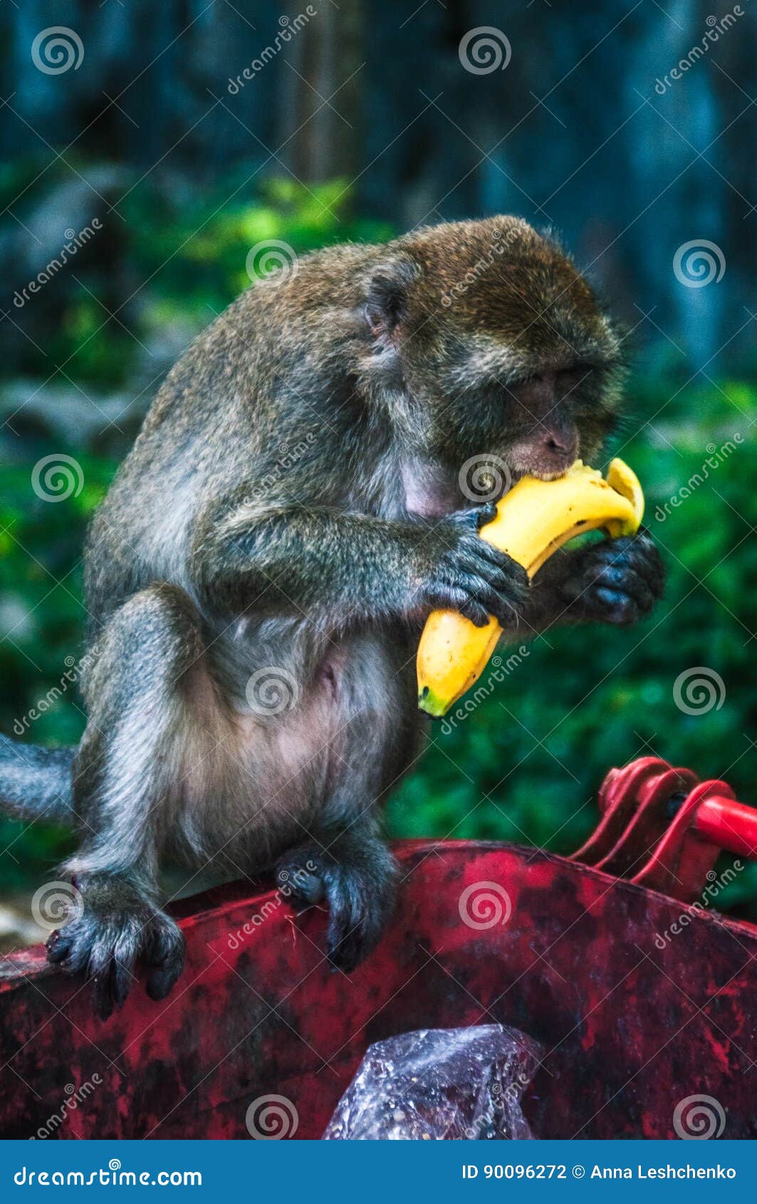 Monkey eating a banana stock photo. Image of banana, environment - 90096272
