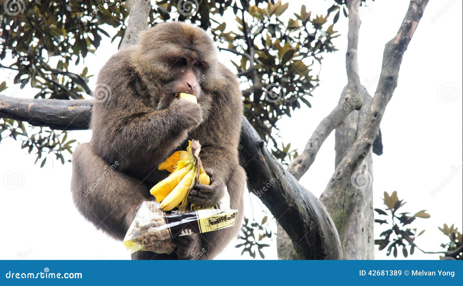 Monkey Eating Bananas And Nuts Royalty-Free Stock Photography ...
