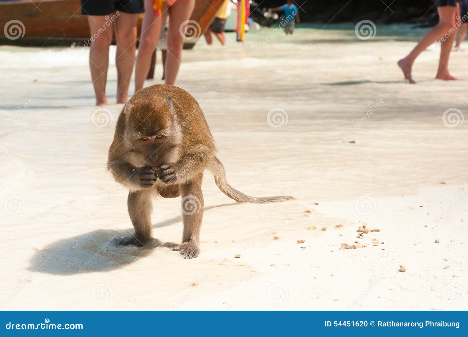 Monkey Eating Bean on the Beach, Phi Phi, Thailand Stock Photo - Image ...