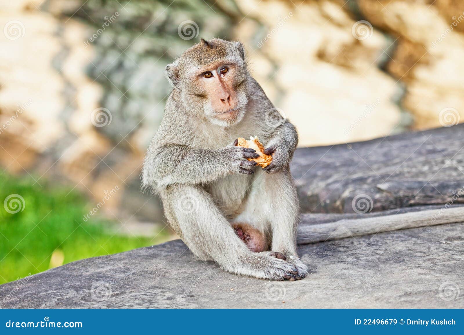 Monkey eating bread stock image. Image of eating, color - 22496679