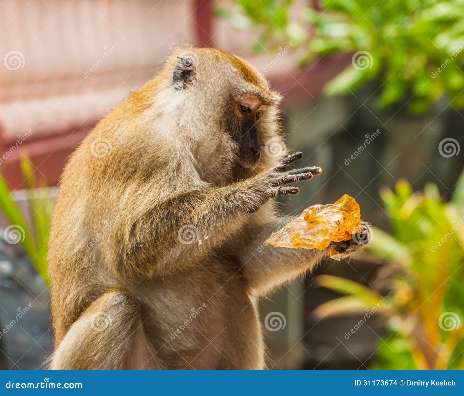 Monkey Eating Bread Stock Images - Image: 31173674