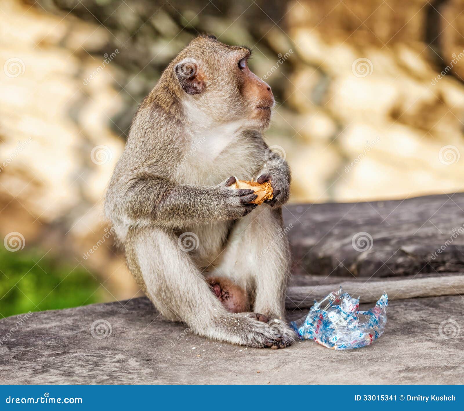 Monkey eating bread stock image. Image of fruit, female - 33015341