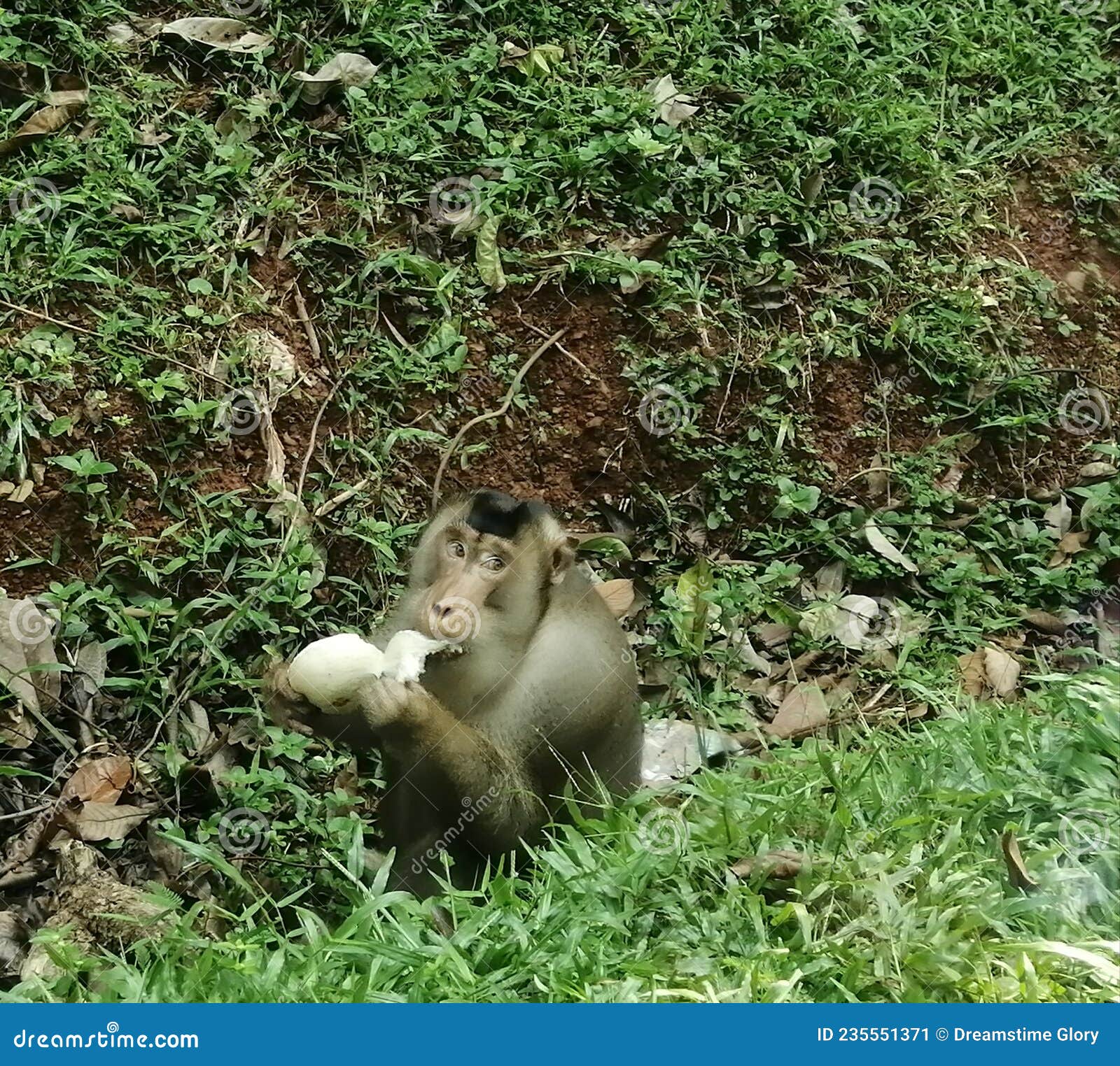 Monkey eating bun stock image. Image of green, monkey - 235551371