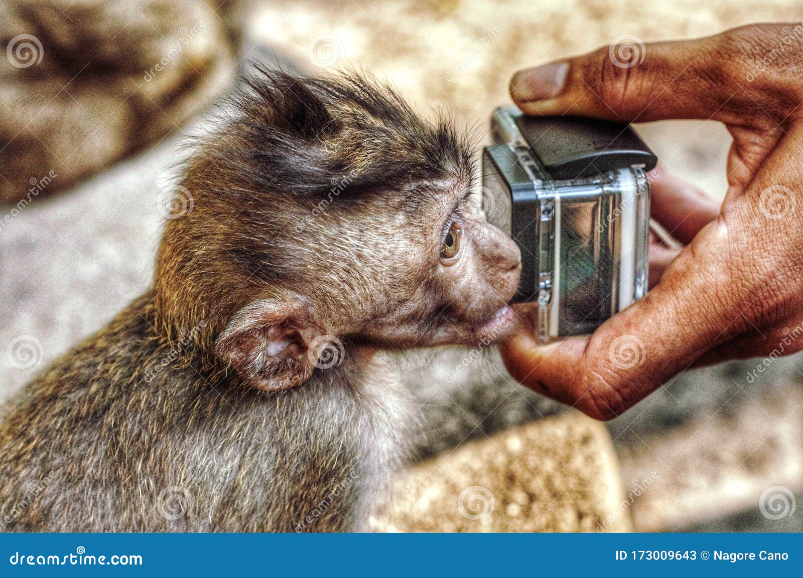 Monkey Eating a Camera in Ubud Stock Image - Image of temple, indonesia ...