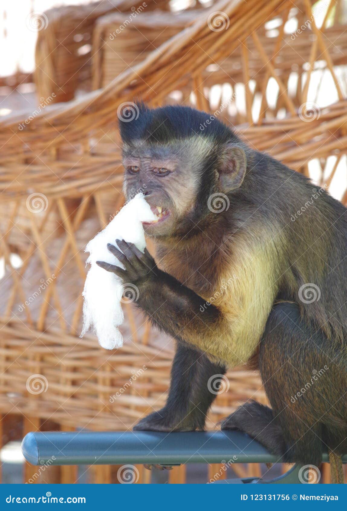 Monkey eating candy stock photo. Image of wild, thailand - 123131756