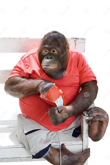 Monkey eating chips stock image. Image of monkey, fastfood - 816171