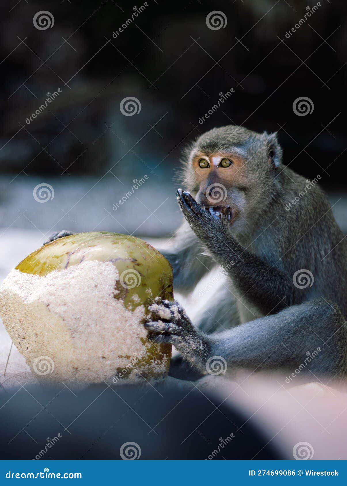 Monkey Eating a Coconut on Beach. Stock Photo - Image of cheekymonkey ...