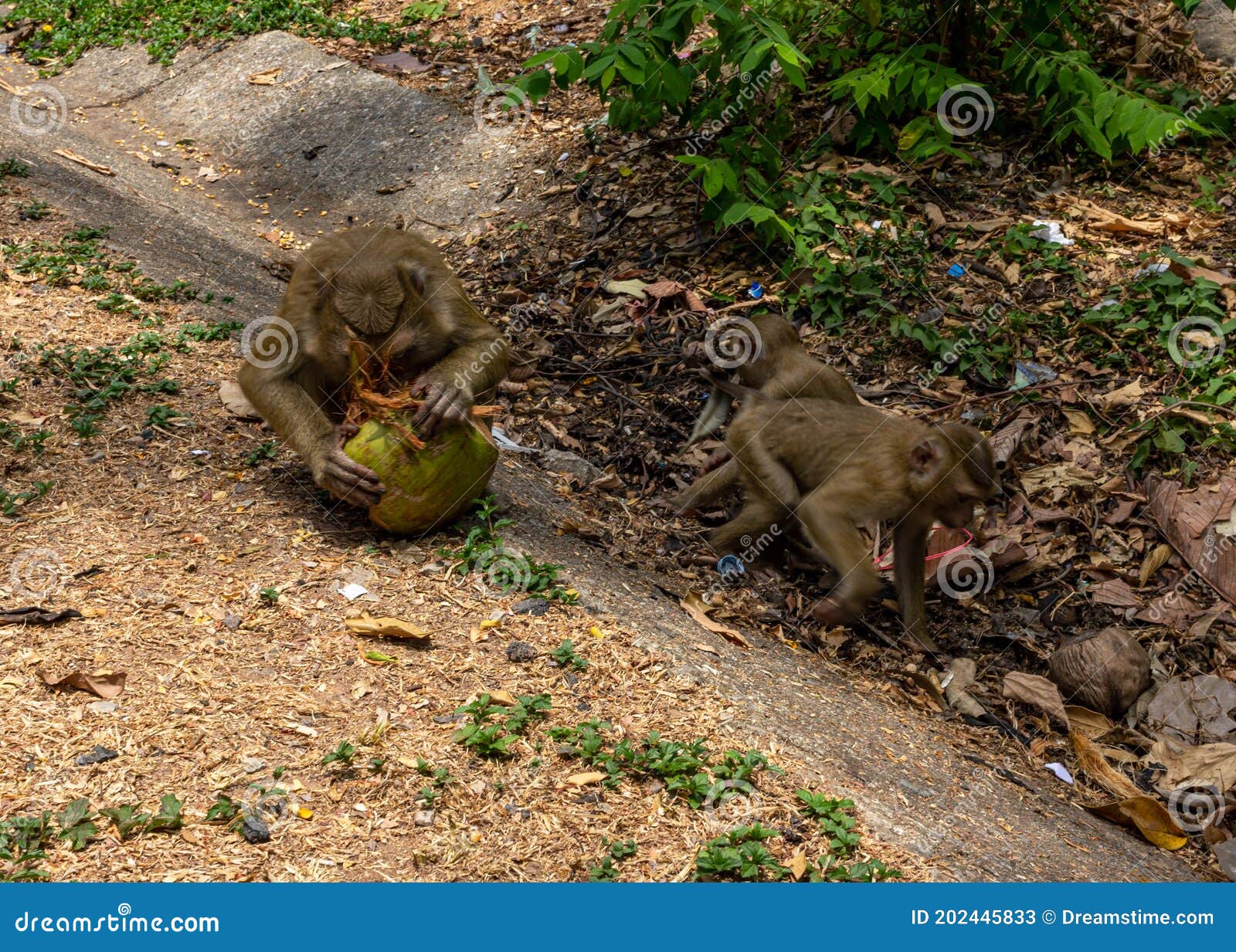 Monkey eating coconut stock image. Image of coconut - 202445833