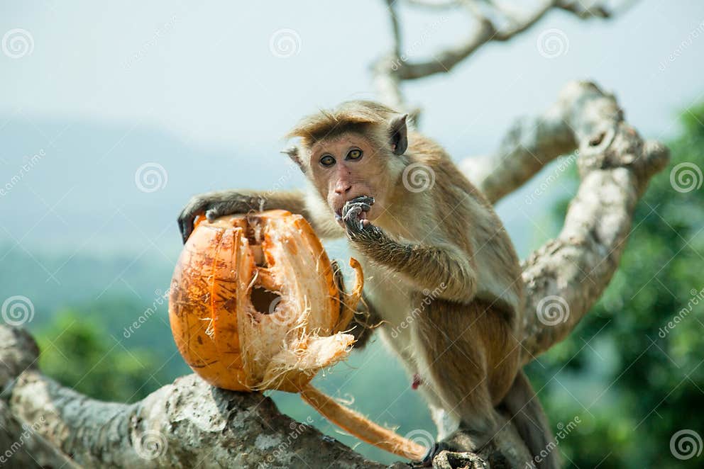 Monkey eating coconut stock photo. Image of mammal, wildlife - 48655866