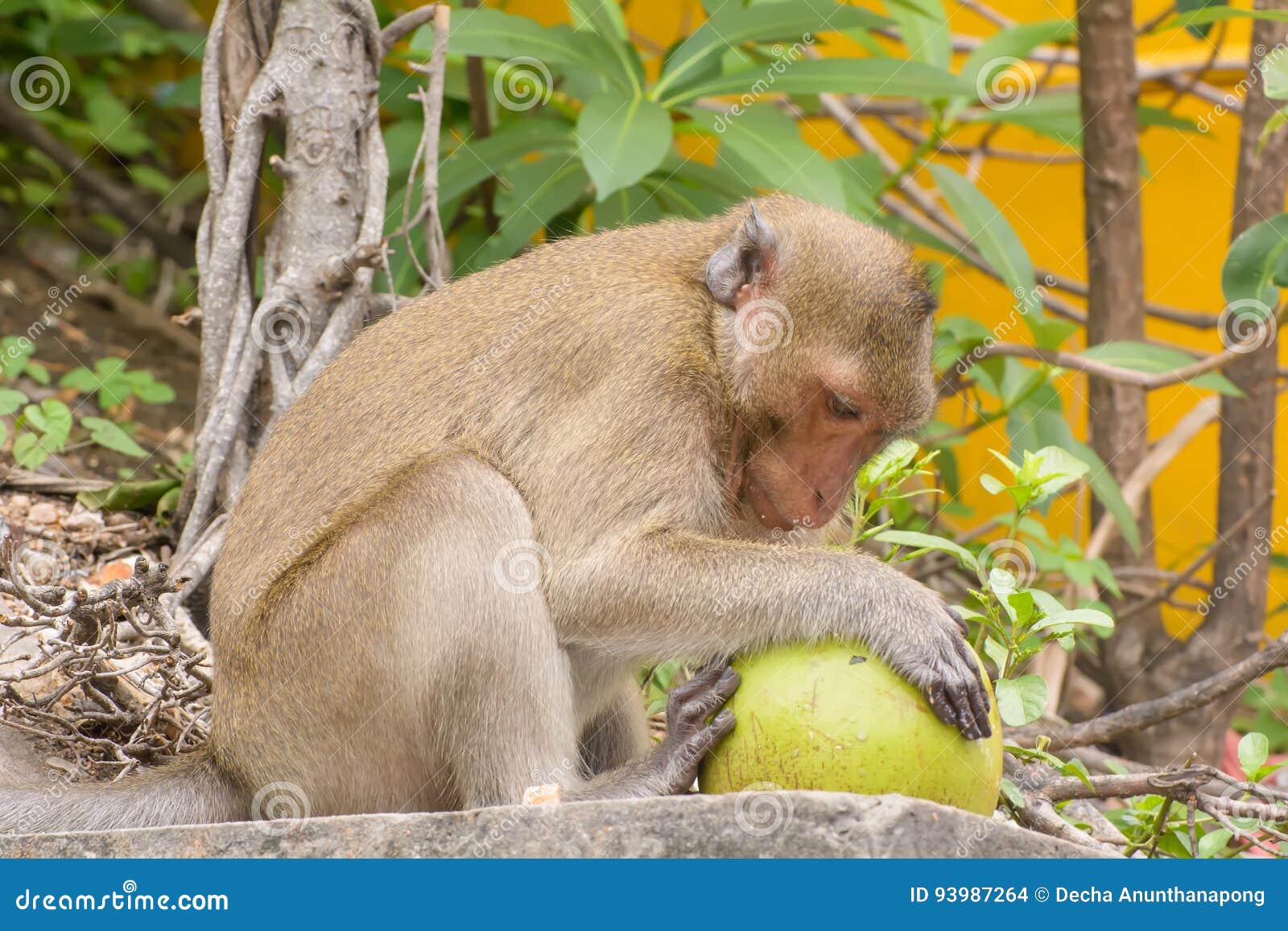 Monkey eating coconut stock photo. Image of sunset, rice - 93987264