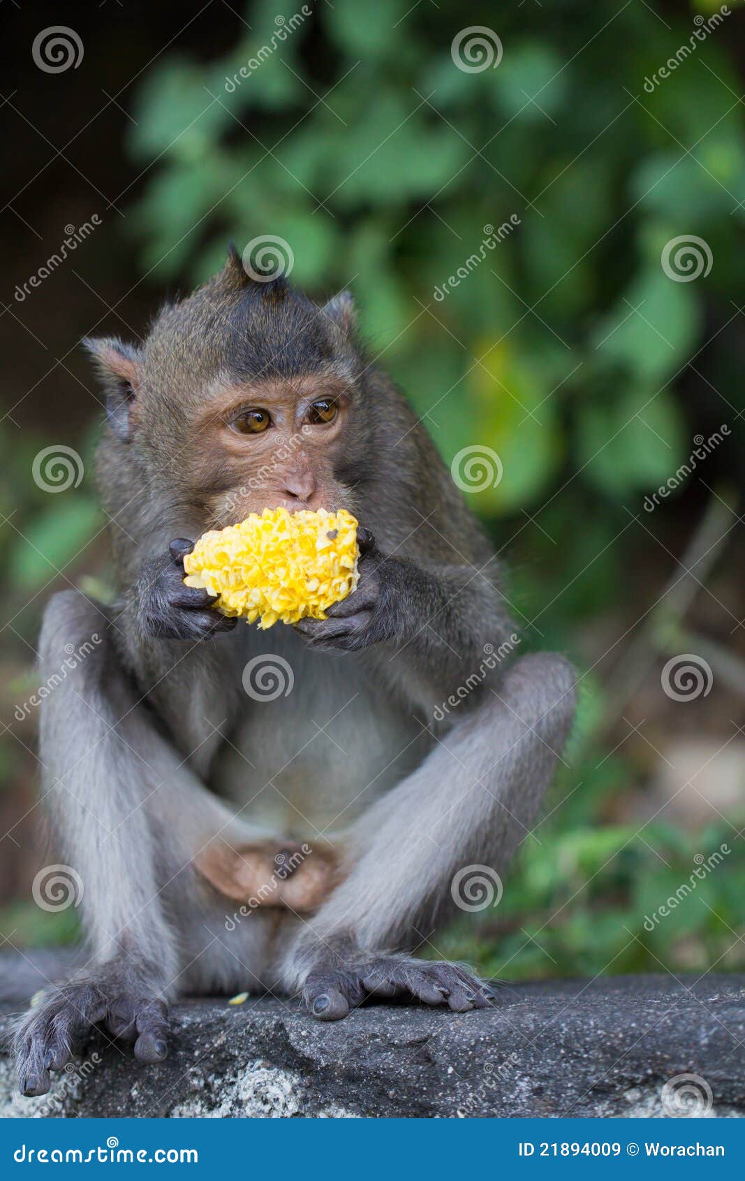 Monkey eating corn stock image. Image of outdoors, expression - 21894009