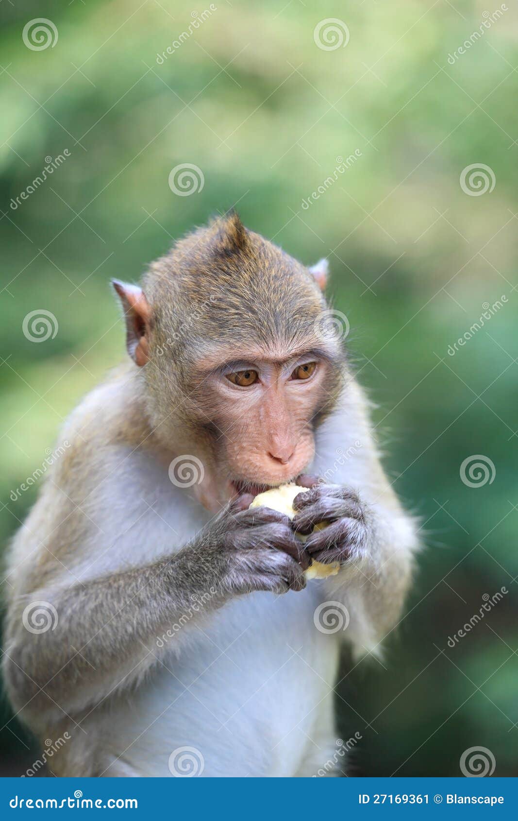 Monkey Eating Corn Stock Photos - Royalty Free Pictures