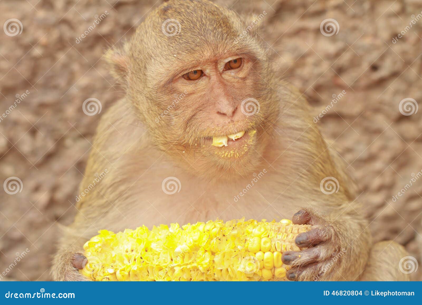Monkey stock photo. Image of animal, primitive, face - 46820804