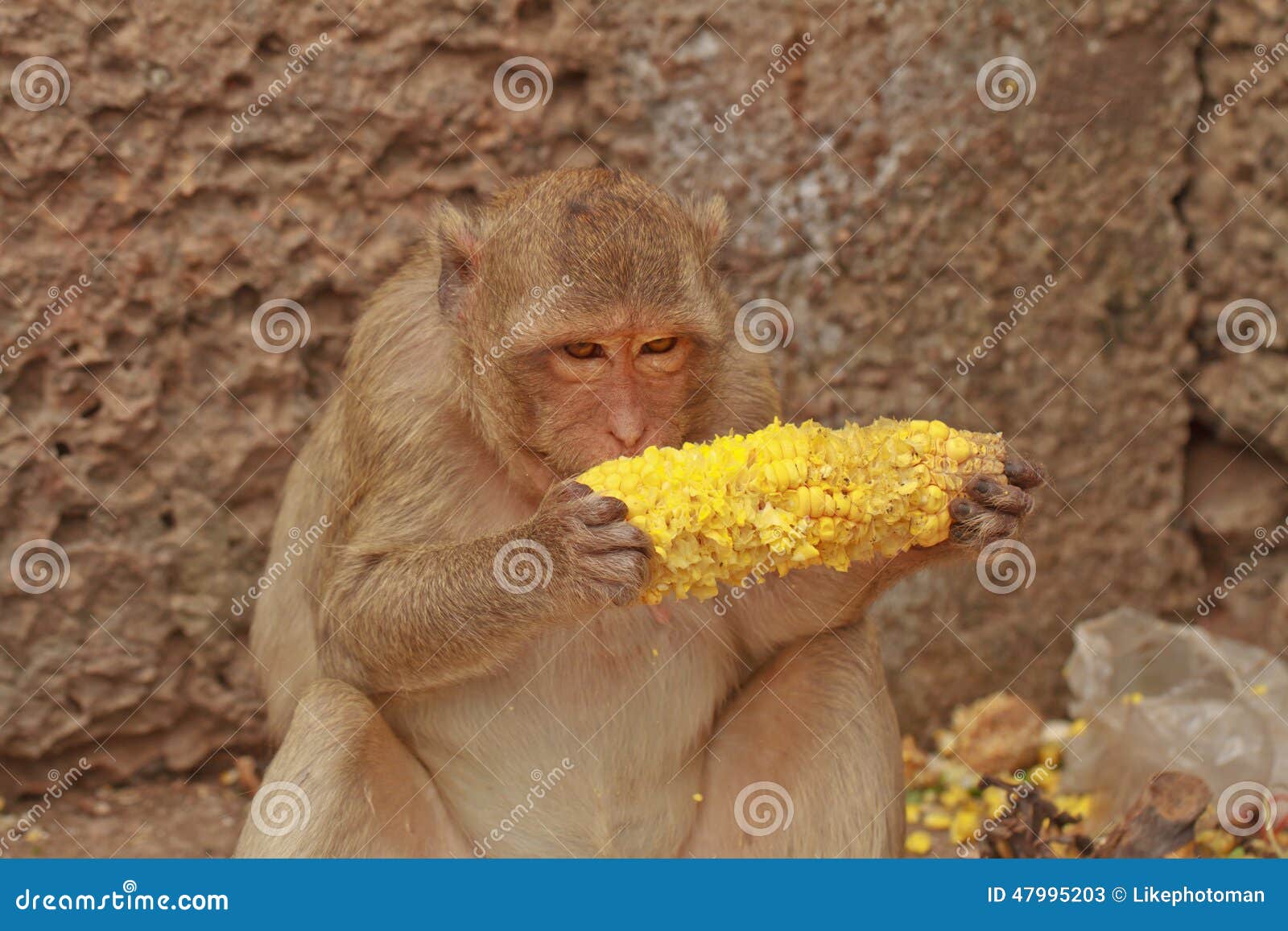 Monkey stock image. Image of monkey, primitive, corn - 47995203