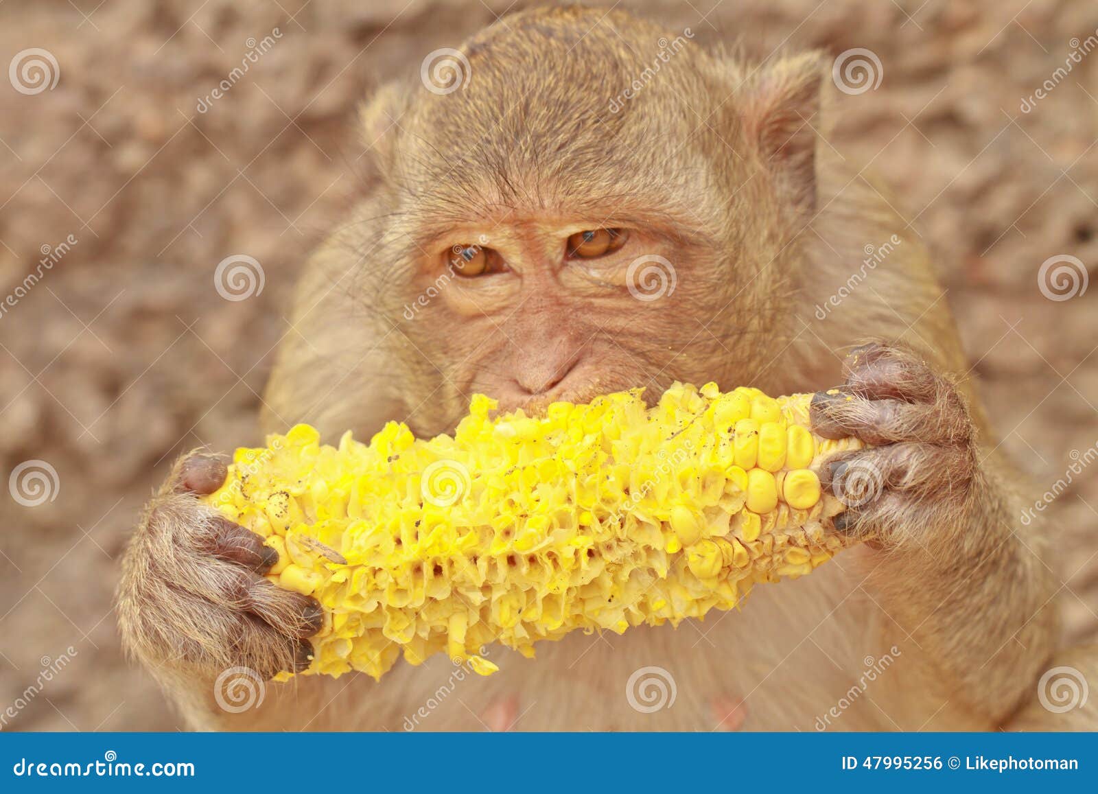 Monkey stock photo. Image of endangered, monkey, mammal - 47995256