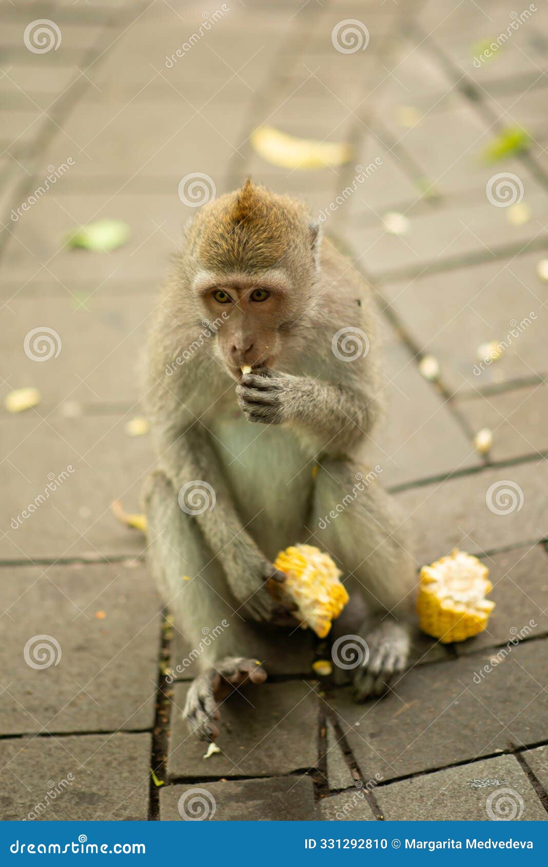Monkey Eating Corn on the Cob Stock Photo - Image of monkey, mammals ...