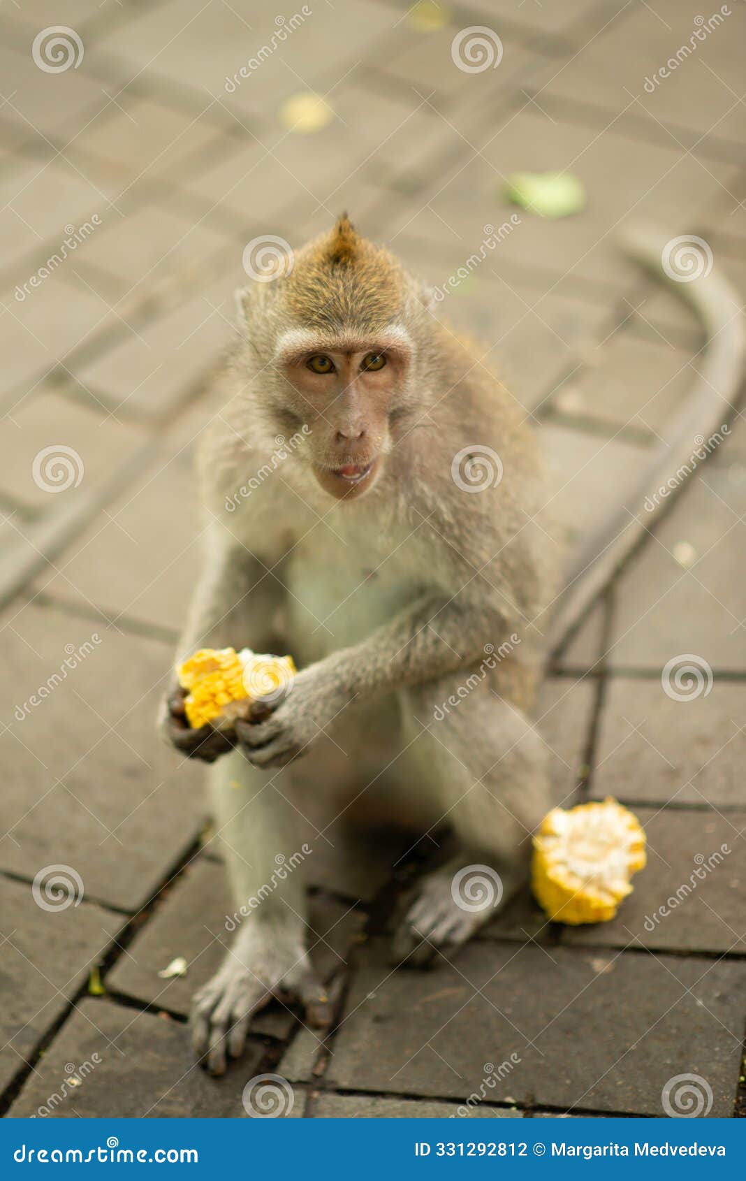 Monkey Eating Corn on the Cob Stock Photo - Image of monkey, monkeys ...