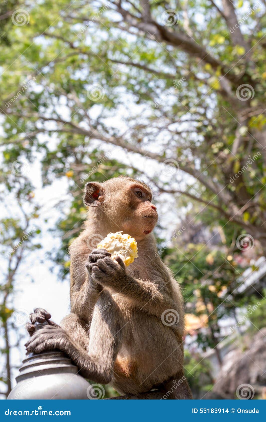 Monkey eating corn stock photo. Image of tree, feeding - 53183914