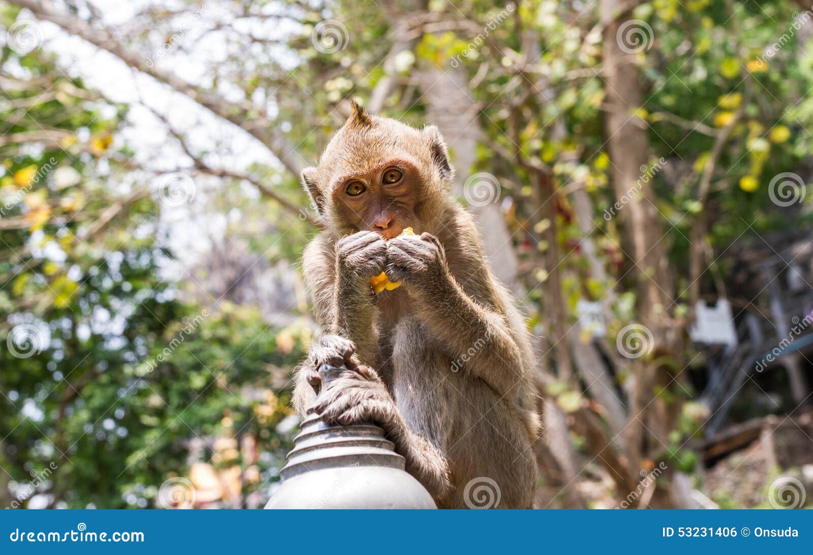 Monkey eating corn stock photo. Image of nature, animal - 53231406