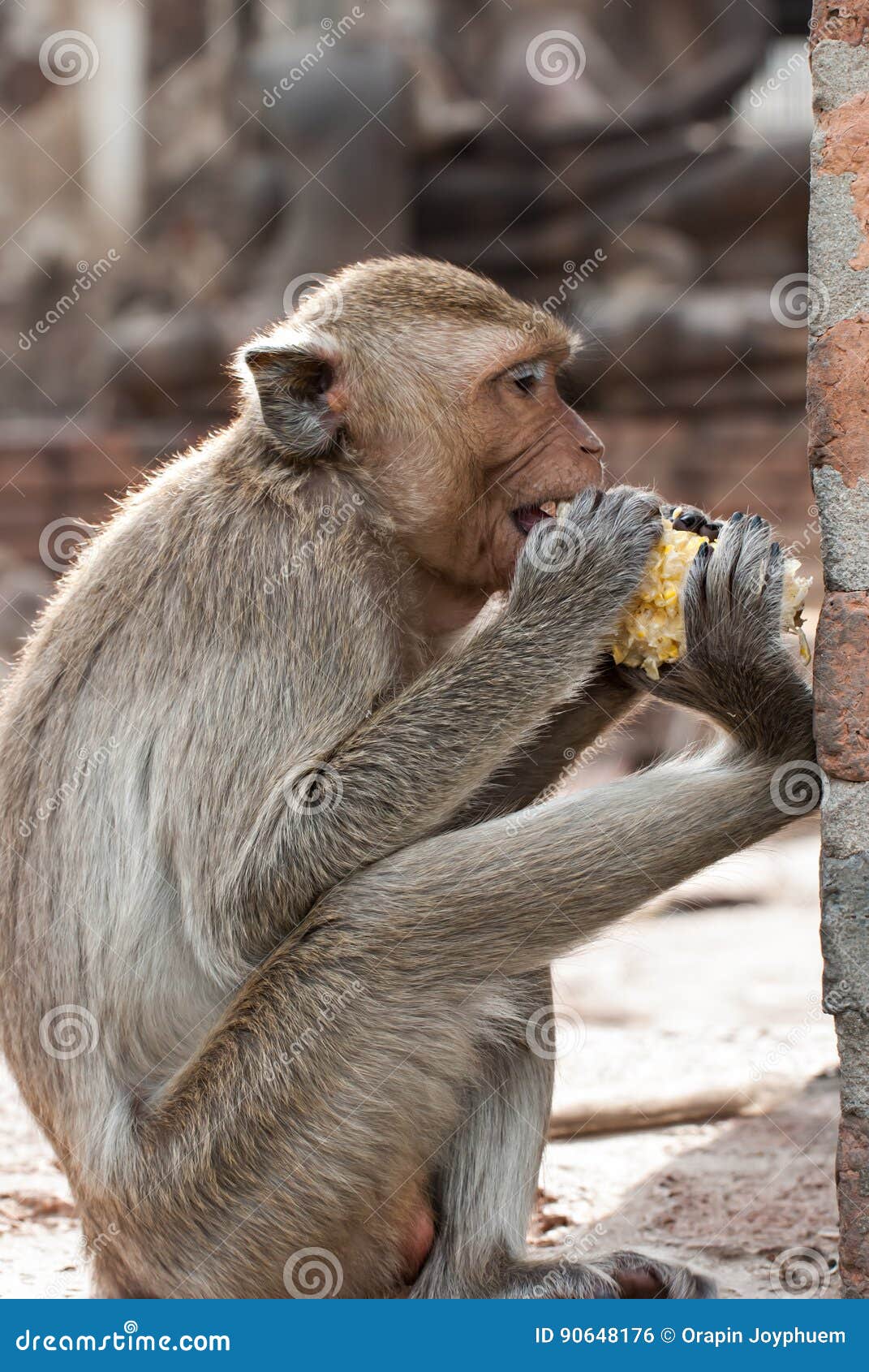 The Monkey eating corn stock photo. Image of safari, grooming - 90648176