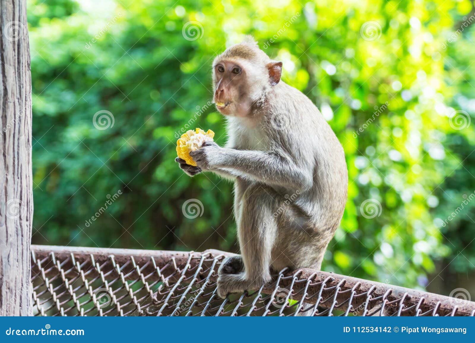 A monkey eating a corn stock photo. Image of cute, macaque - 112534142