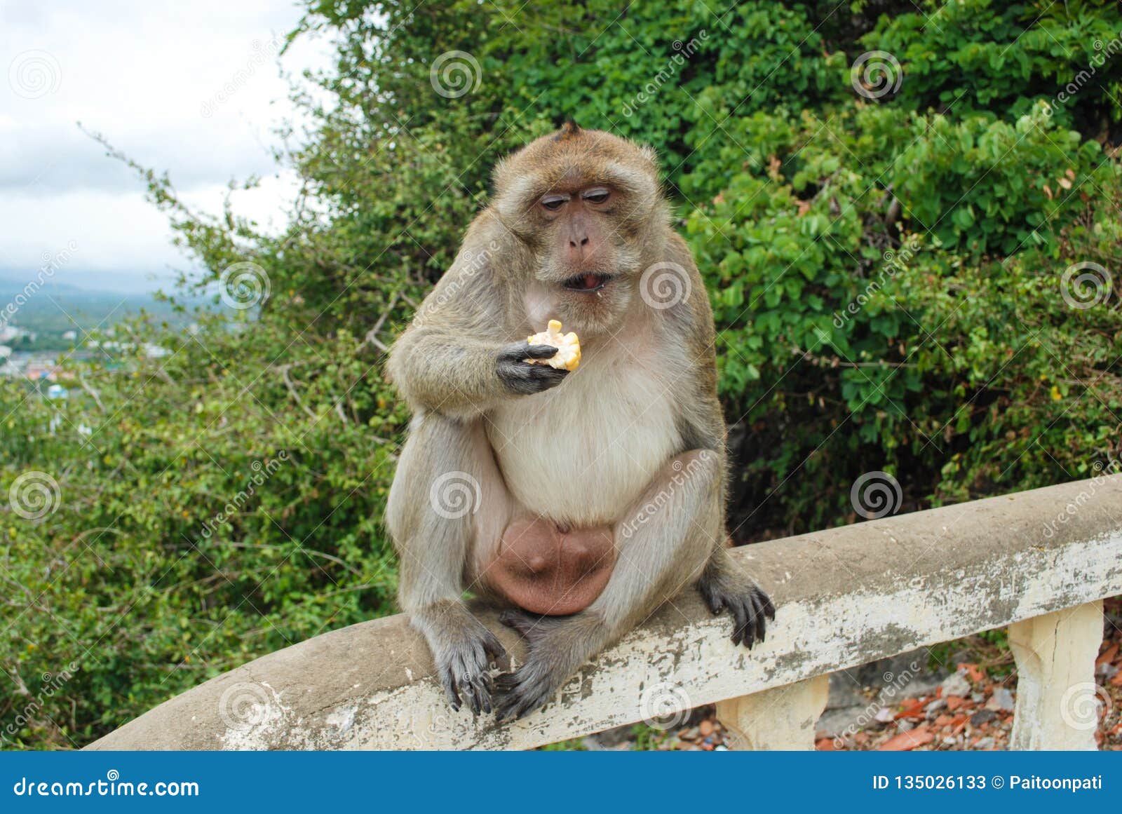 Monkey eating corn stock image. Image of brown, animal - 135026133