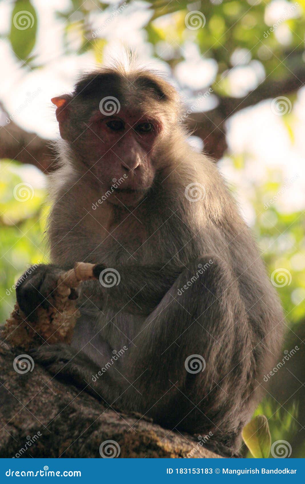 Monkey Eating Corn Sitting on the Branch of the Tree Stock Image ...