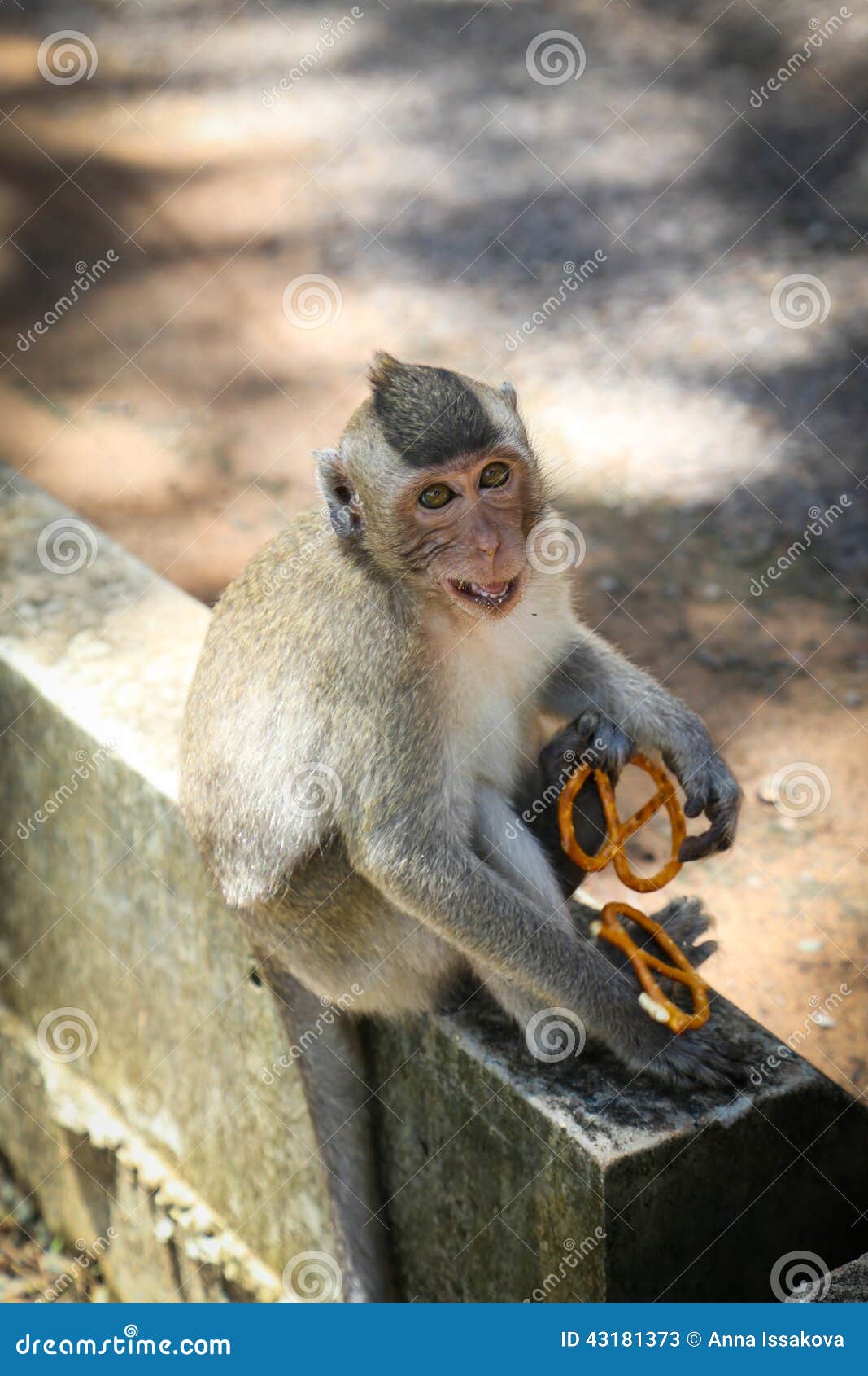 Monkey eating crackers stock image. Image of eating, monkey - 43181373
