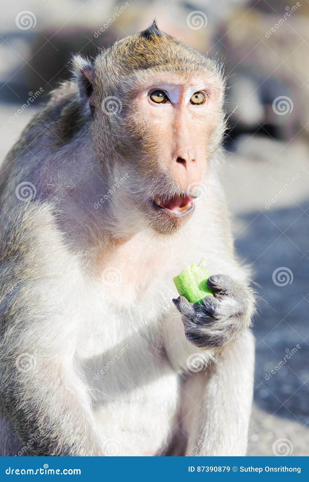 Monkey eating cucumbers stock image. Image of look, alone - 87390879